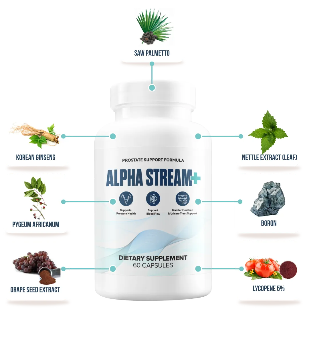Alpha Stream Plus™ | Official Website | Maintain Healthy Prostate Function